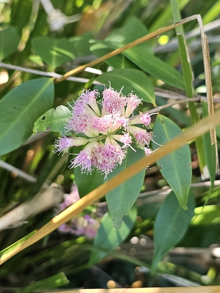 Waterberries from Windsor Rd at Nambour TAFE, Burnside QLD 4560 ...