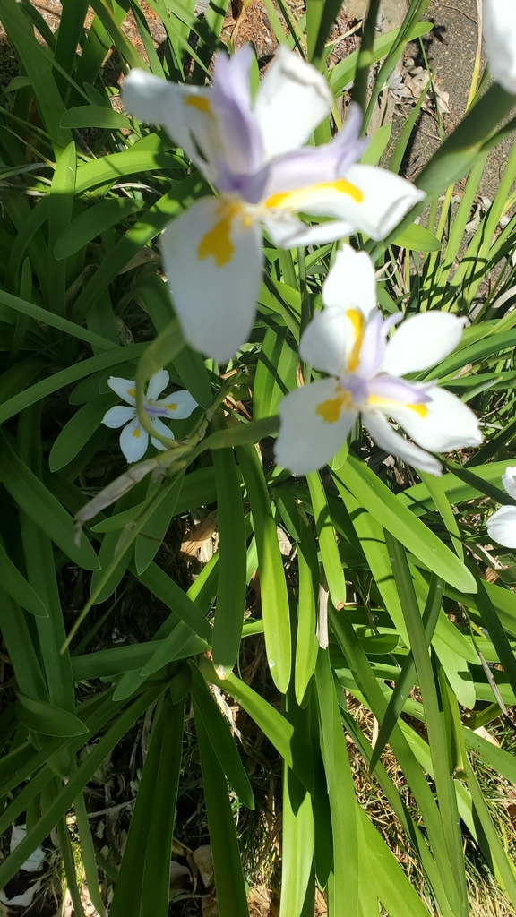 Small Fortnight Lily from Pymble NSW 2073, Australia on October 23 ...