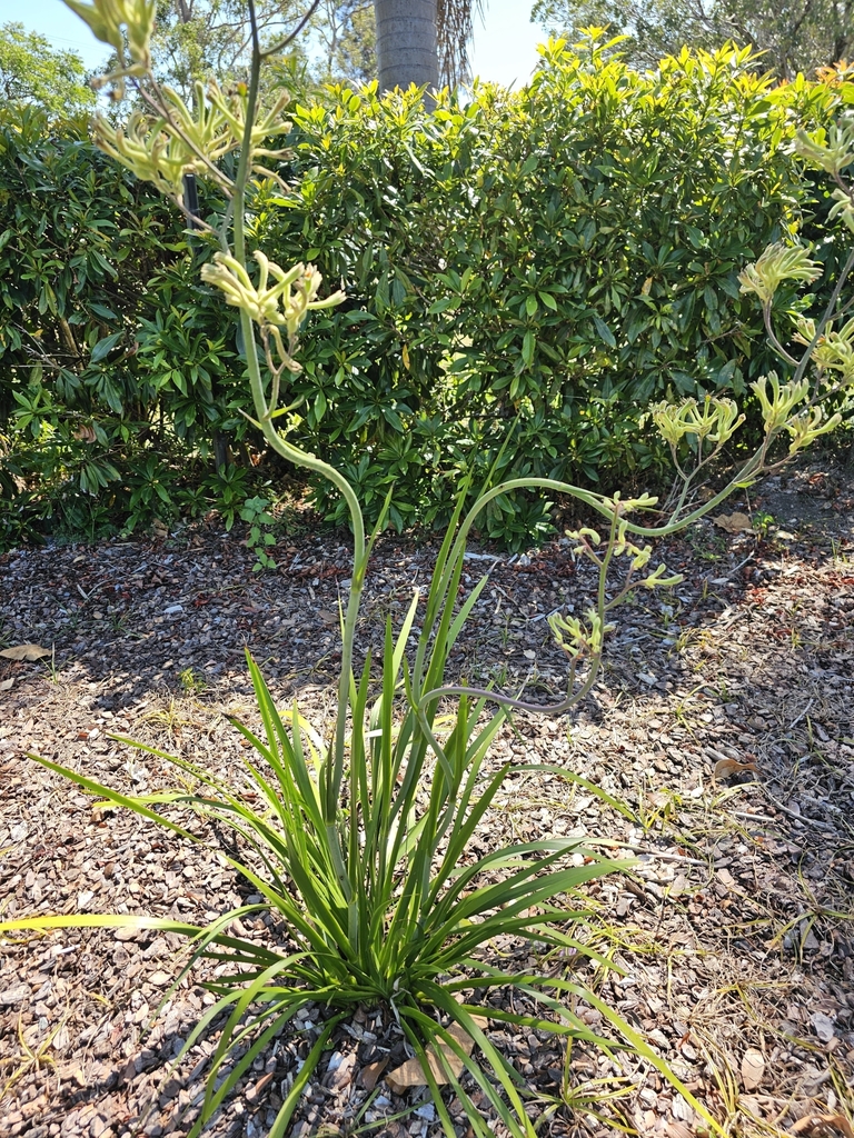 Kangaroo paws from Windsor Rd at Nambour TAFE, Burnside QLD 4560 ...