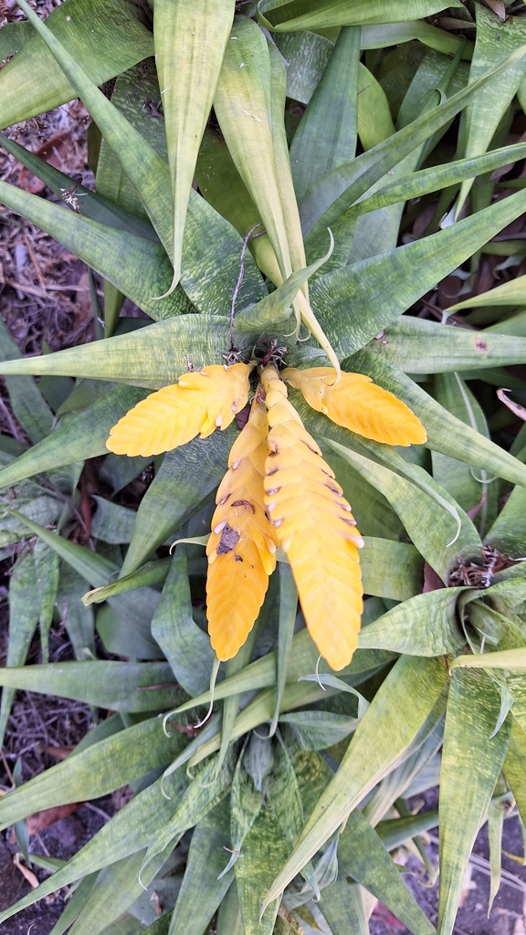 bromeliads from Windsor Rd at Nambour TAFE, Burnside QLD 4560 ...