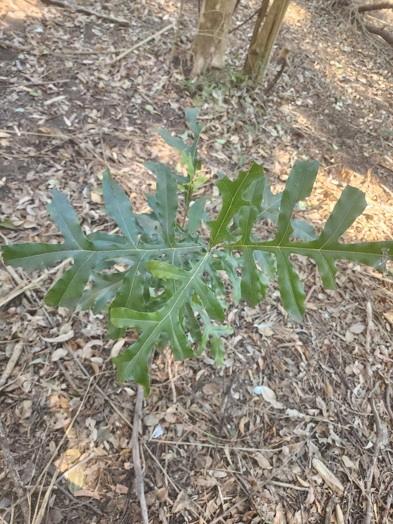 Firewheel tree from Denistone NSW 2114, Australia on October 23, 2023 ...