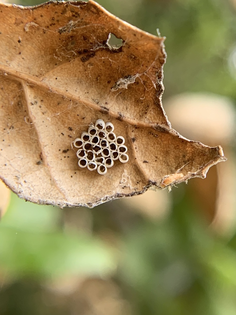 Insects from Stevens Creek Trail, Cupertino, CA, US on October 22, 2023 ...