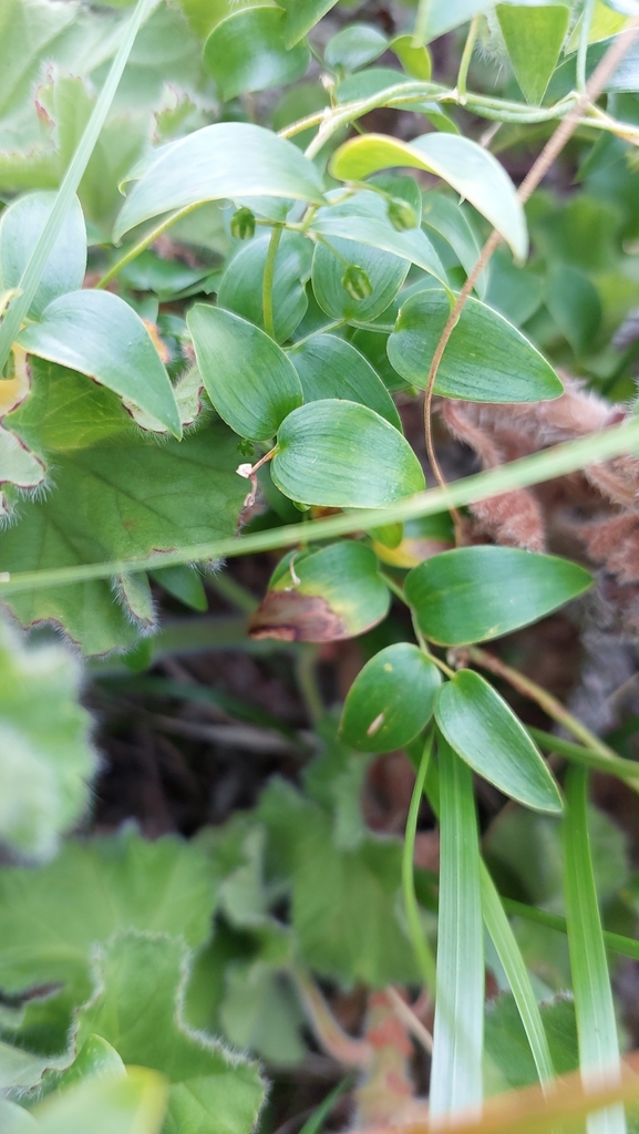 Cape Smilax from Wellstead WA 6328, Australia on August 18, 2023 at 11: ...