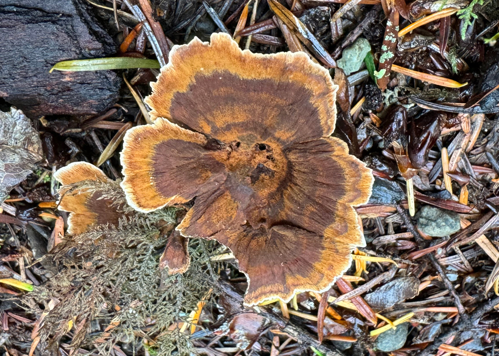 Brown Funnel Polypore from Island County, WA, USA on October 22, 2023 ...