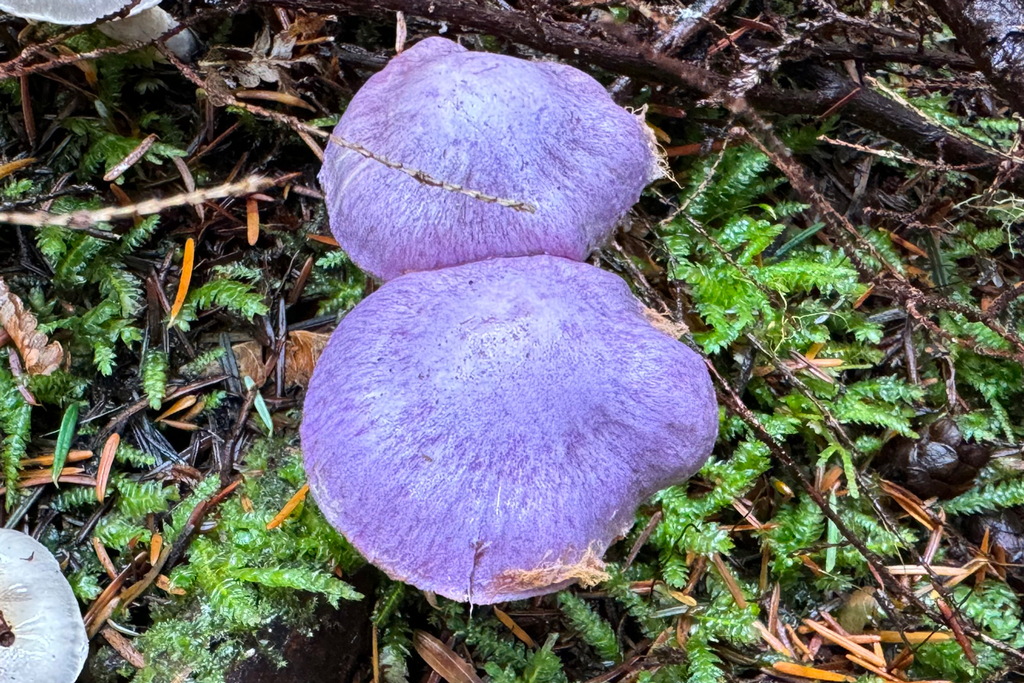 violet webcap from Island County, WA, USA on October 22, 2023 at 10:16 ...