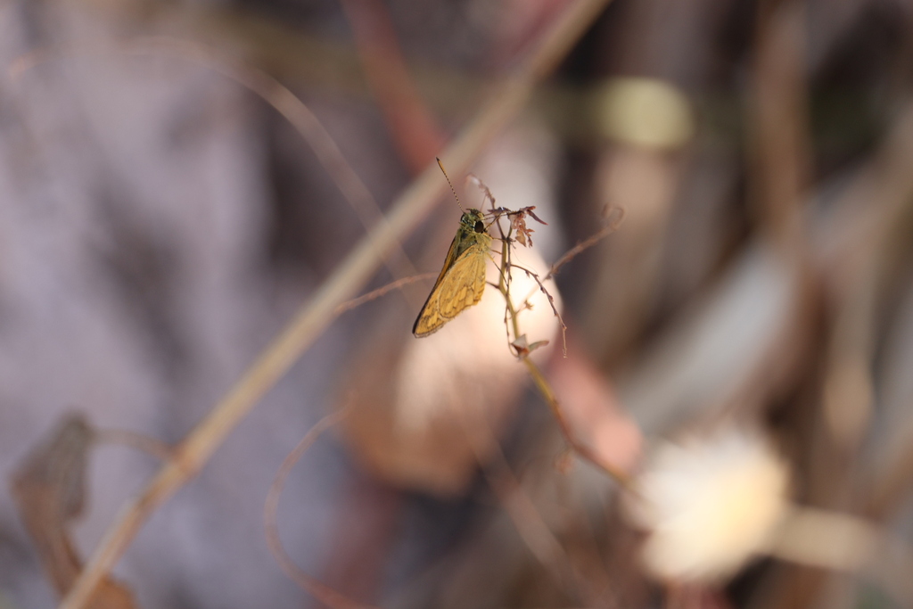 Wide-brand Grass-dart in October 2023 by Swampy · iNaturalist