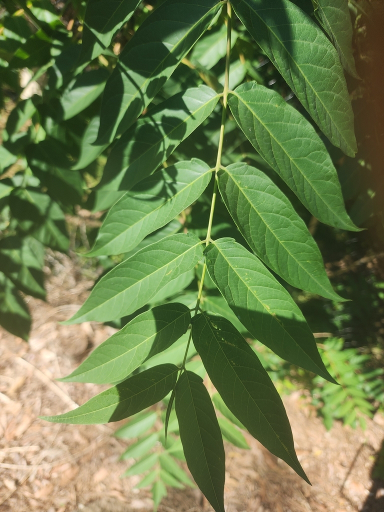 tree-of-heaven from East Lindfield NSW 2070, Australia on October 23 ...