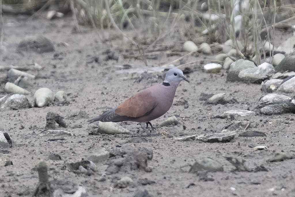 Red Collared-Dove from Lim Chu Kang, Singapore on October 22, 2023 at ...