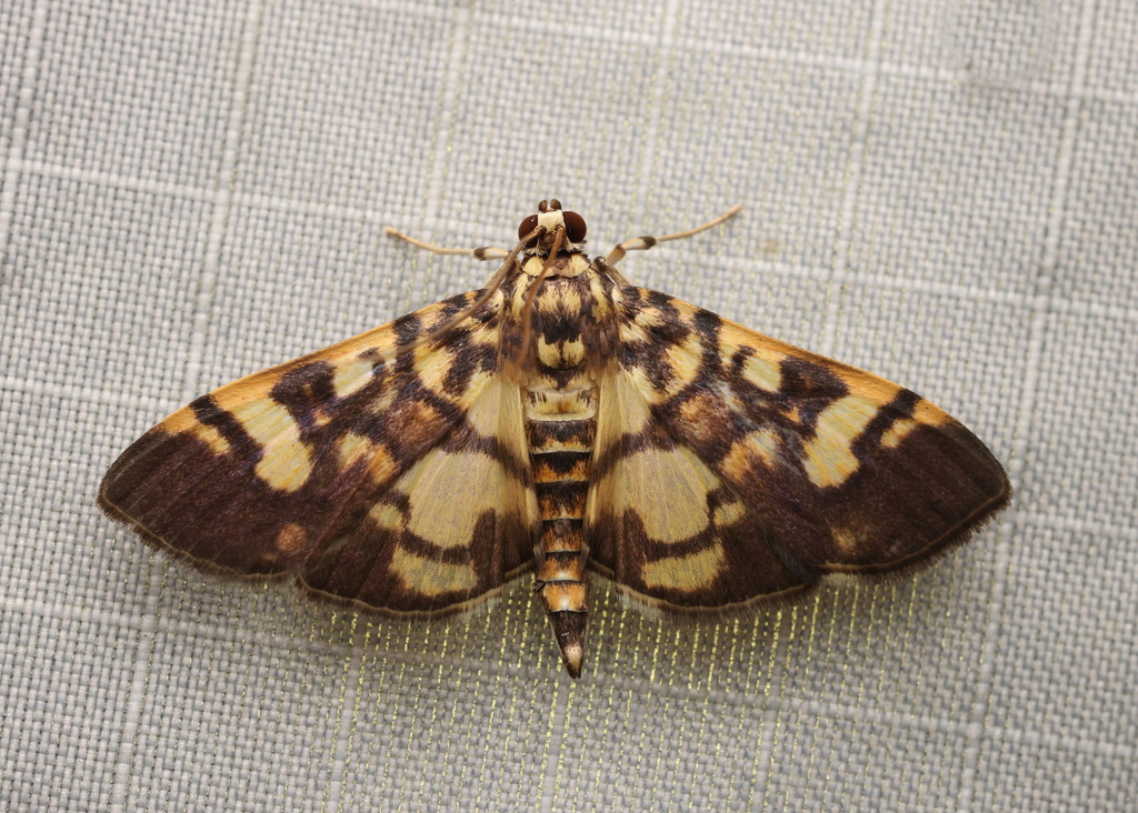 Pardomima from Bukit Fraser, 49000 Bukit Fraser, Pahang, Malaysia on ...