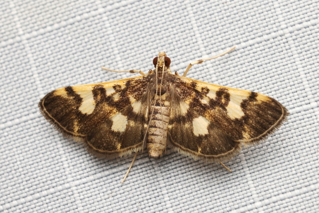 Pardomima from Bukit Fraser, 49000 Bukit Fraser, Pahang, Malaysia on ...