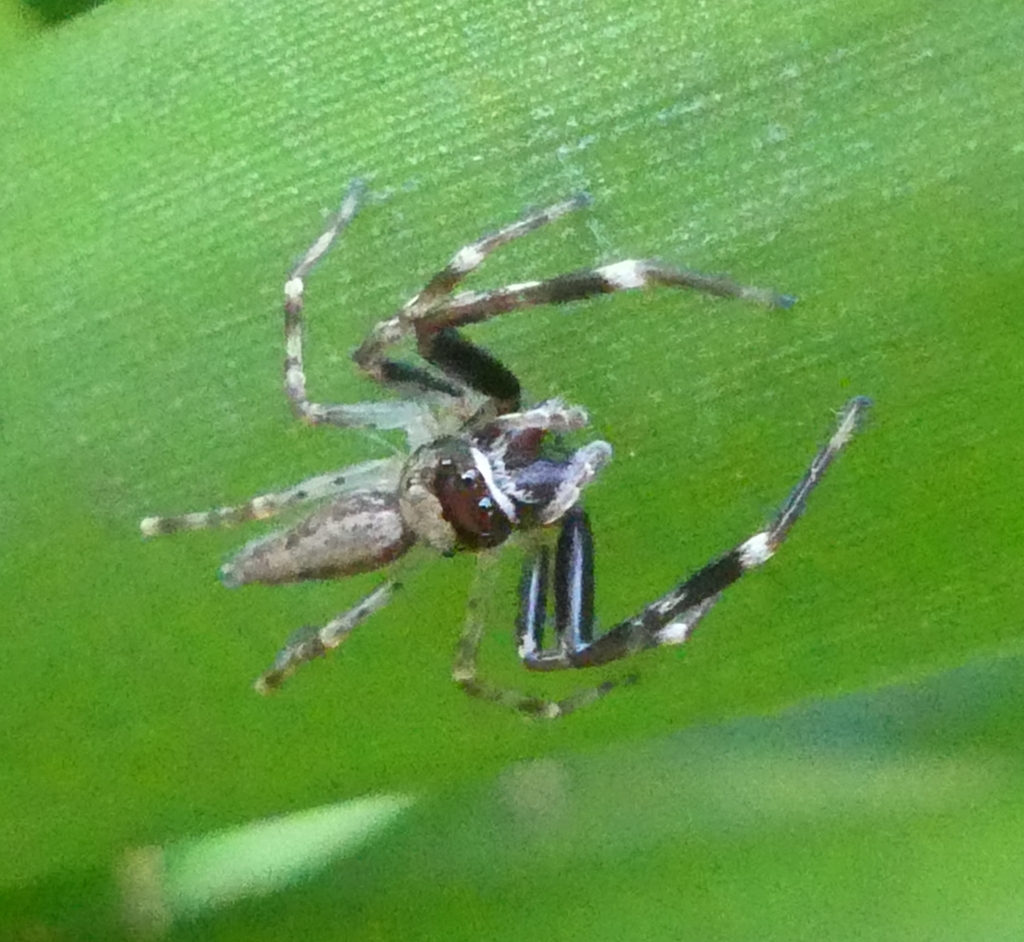 Helpis minitabunda from Wallaga Lake NSW 2546, Australia on October 23 ...