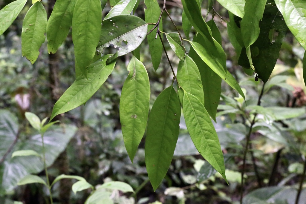 Mespilodaphne quixos from Пуйо, Эквадор on August 10, 2016 at 06:14 PM ...