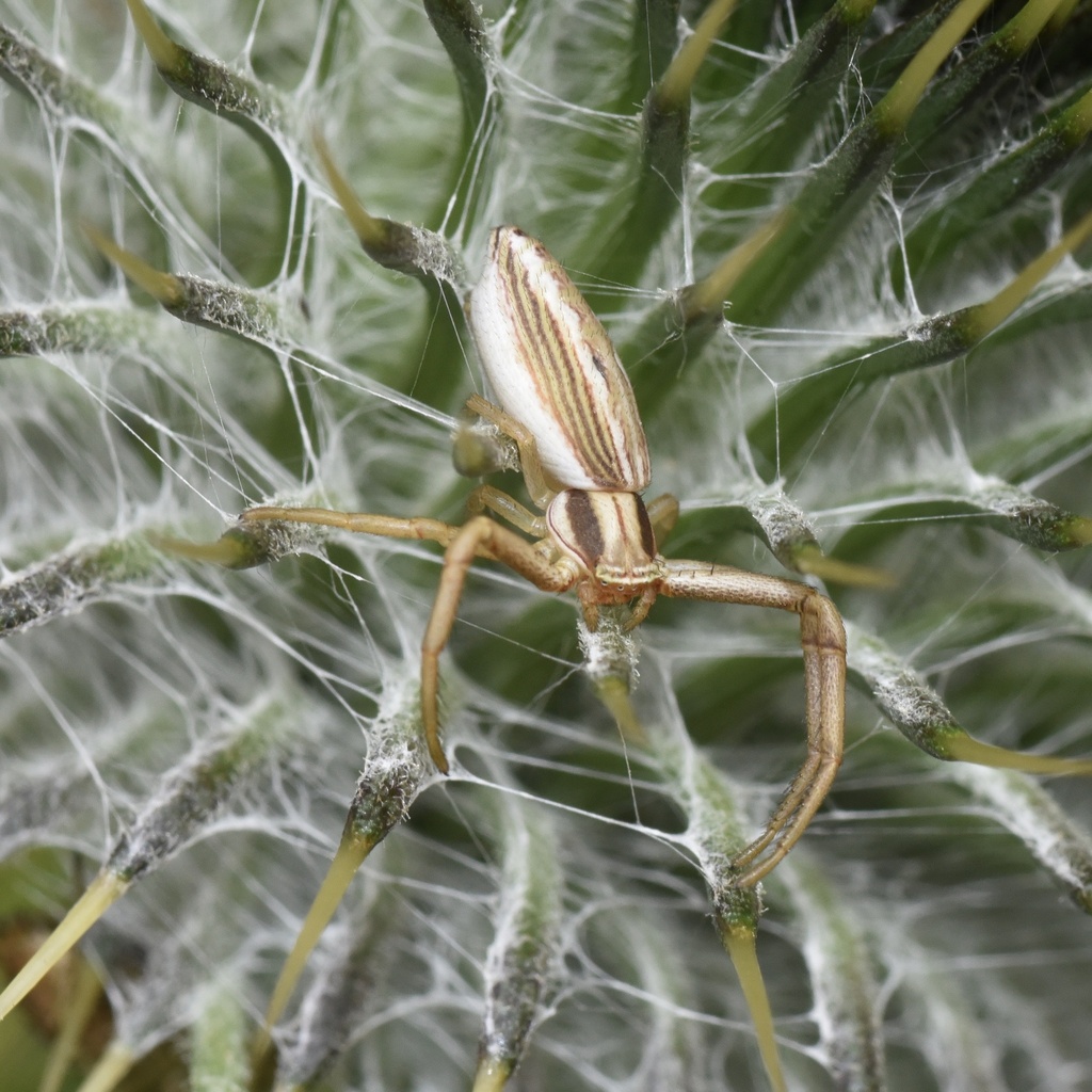 Pointy Runcinia from Braeside Park, Braeside, VIC, AU on October 15 ...