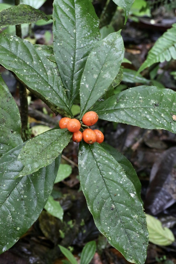 dicots from Пуйо, Эквадор on August 10, 2016 at 06:29 PM by Dr. Alexey ...