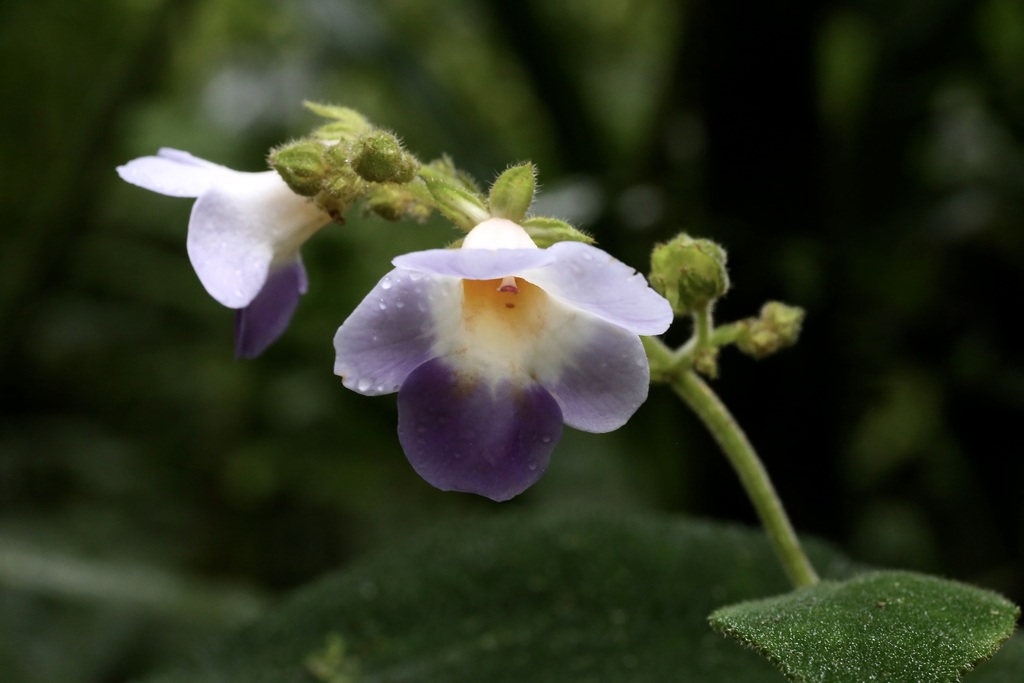 Monopyle mexiae from Пуйо, Эквадор on August 10, 2016 at 06:33 PM by Dr ...