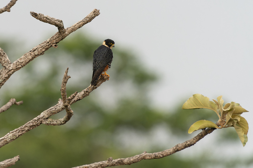 Bat Falcon from Parque Nacional da Chapada dos Guimarães, Cuiabá, MT ...