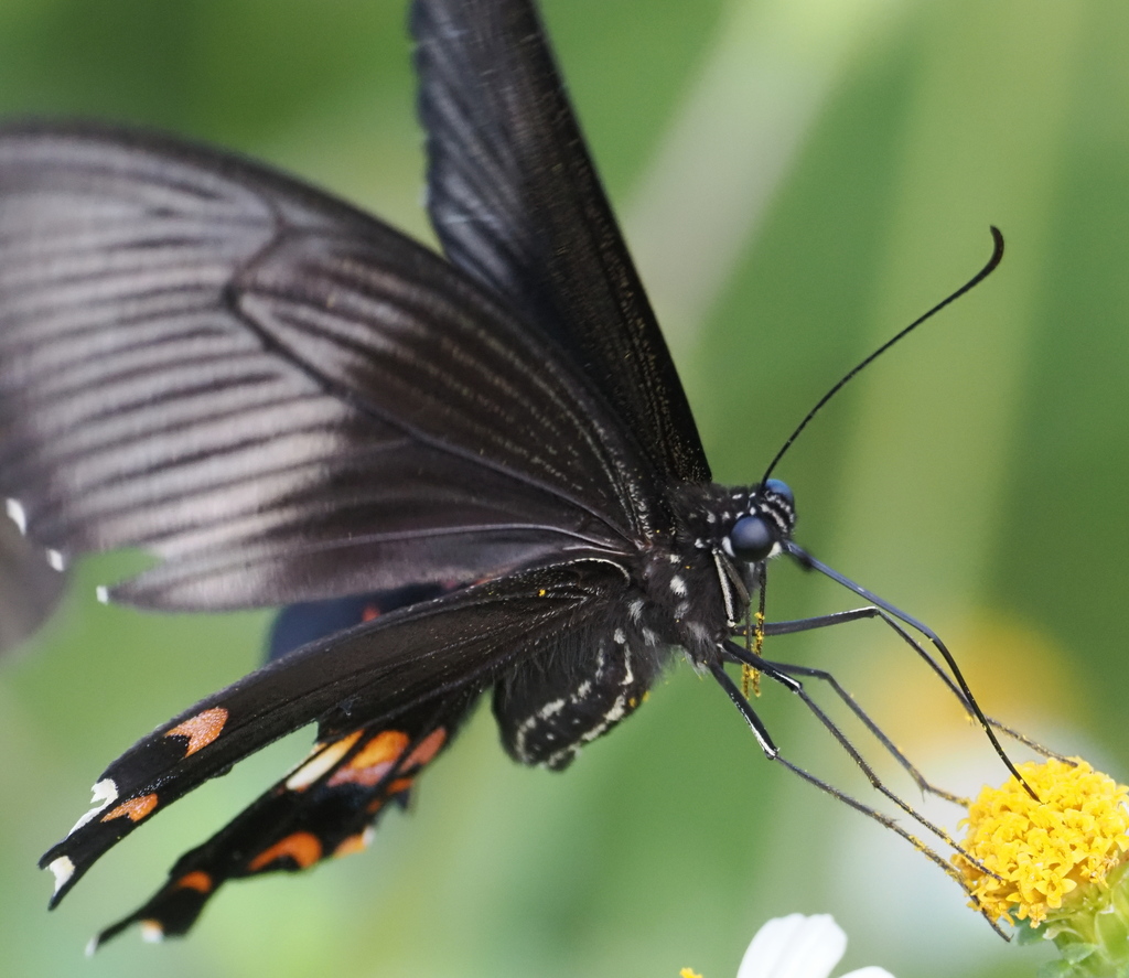Common Mormon Swallowtail in September 2023 by S Dowell · iNaturalist