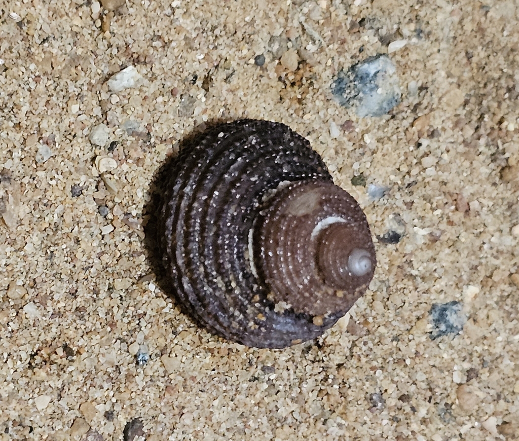 Euchelus atratus from Port Hedland, WA, Australia on October 22, 2023 at 05:07 PM by Nic Van Zyl ...