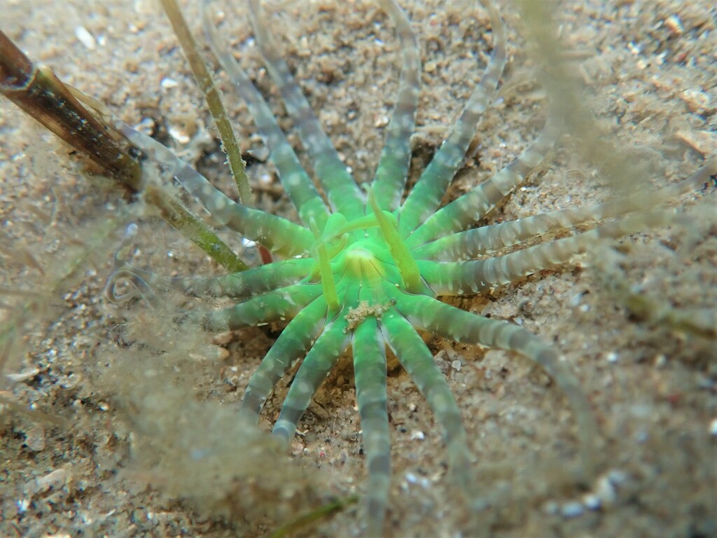 Edwardsianthus from Woody Point QLD 4019, Australia on August 14, 2021 ...