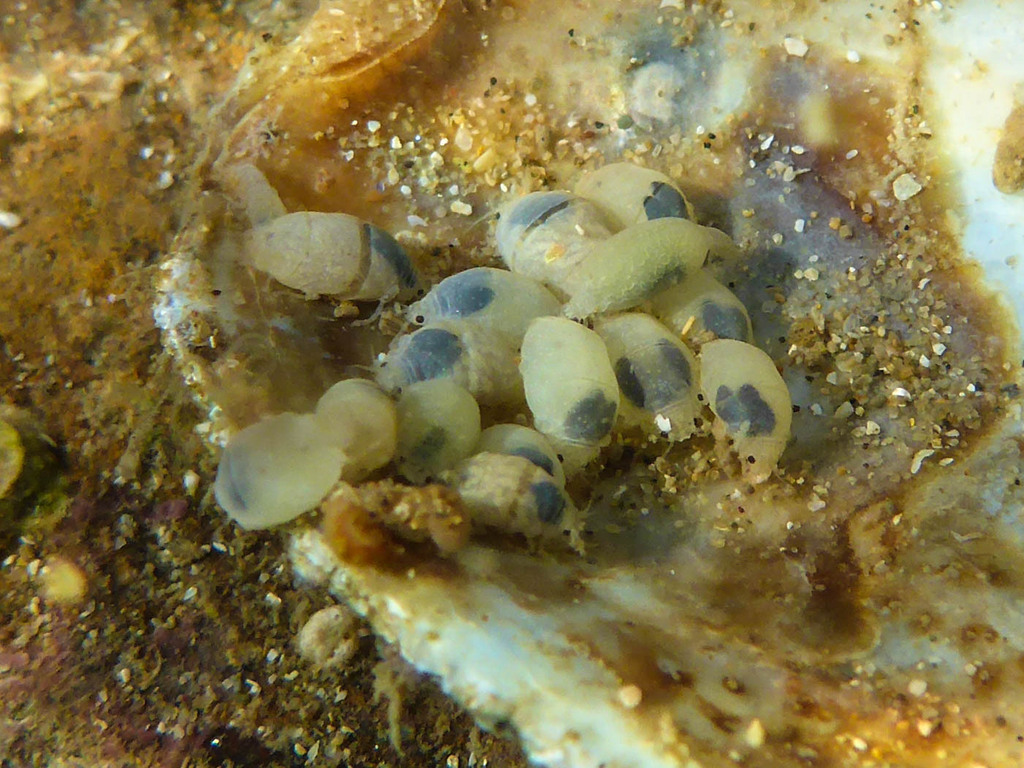 Fish Gnats from Woody Point QLD 4019, Australia on April 28, 2019 at 05 ...