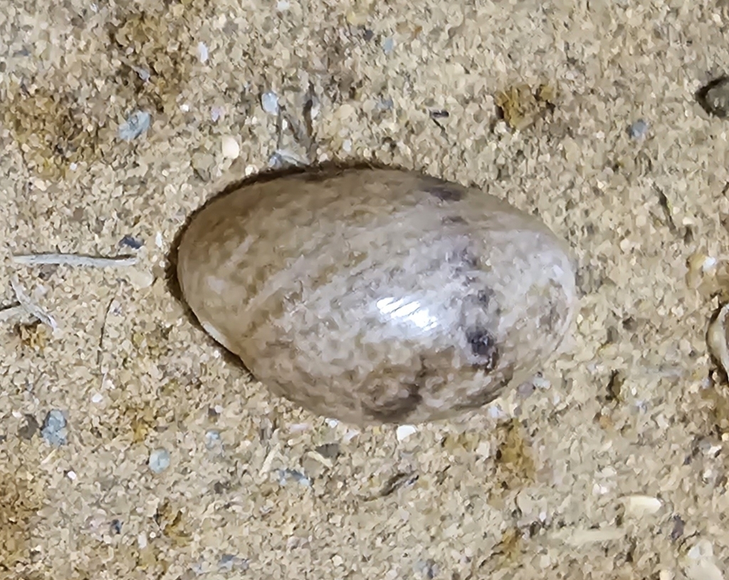 Bulla ampulla from Port Hedland WA 6721, Australia on October 22, 2023 ...