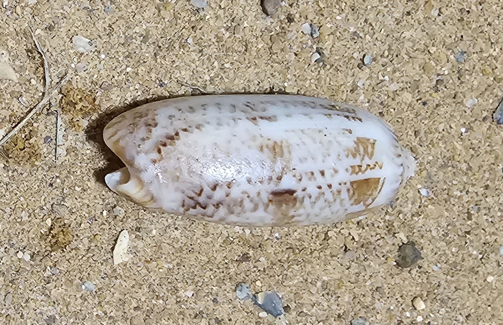 Oliva ornata from Port Hedland WA 6721, Australia on October 22, 2023 ...