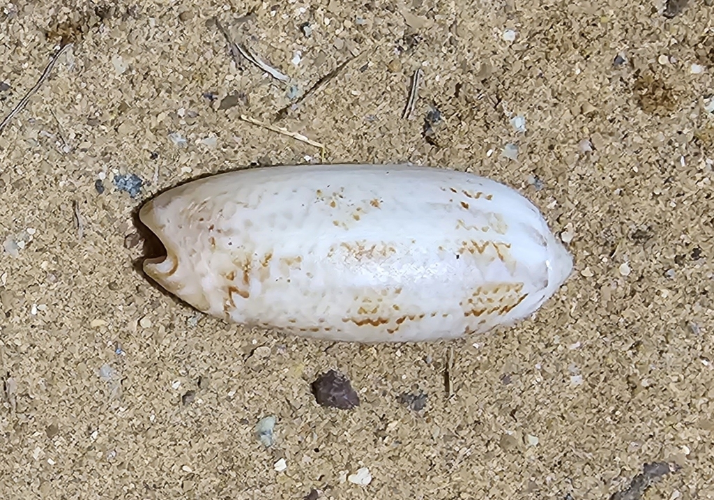 Oliva ornata from Port Hedland WA 6721, Australia on October 22, 2023 ...