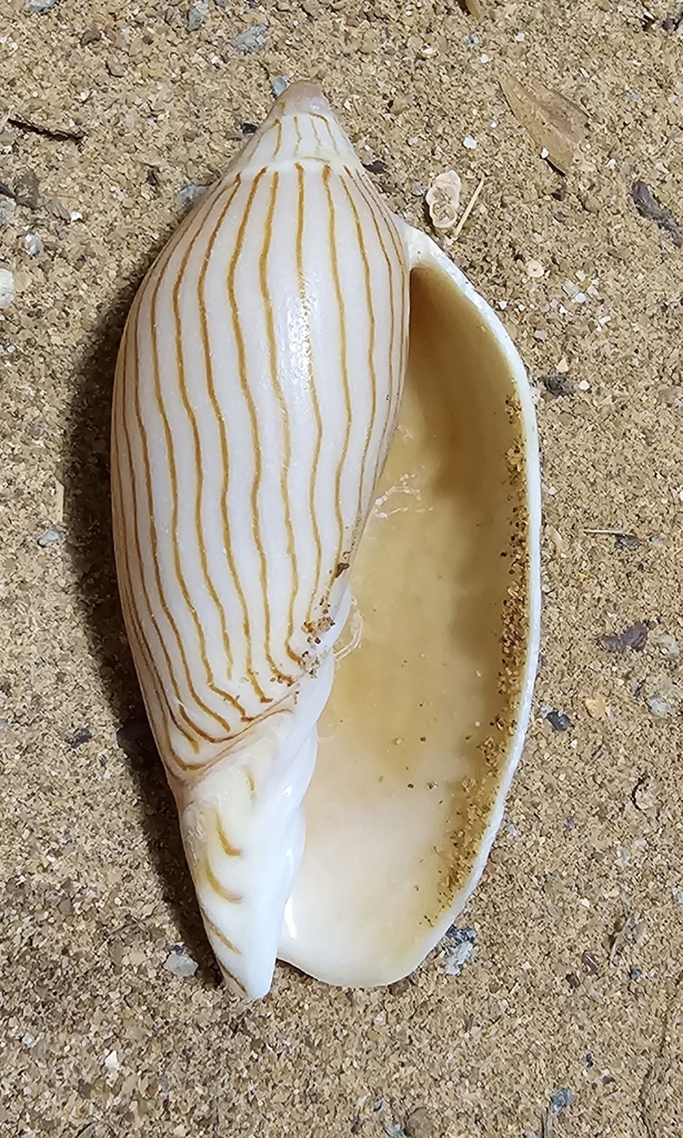 Amoria ellioti from Port Hedland WA 6721, Australia on October 22, 2023 ...