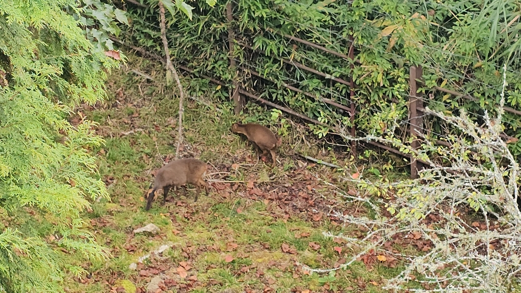 Taiwan Muntjac from 605台灣嘉義縣阿里山鄉103號 on October 23, 2023 at 01:23 PM by ...