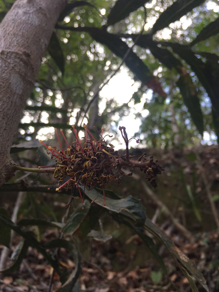 Red Bopple Nut from Currumbin Creek Rd, Currumbin Valley, QLD, AU on ...
