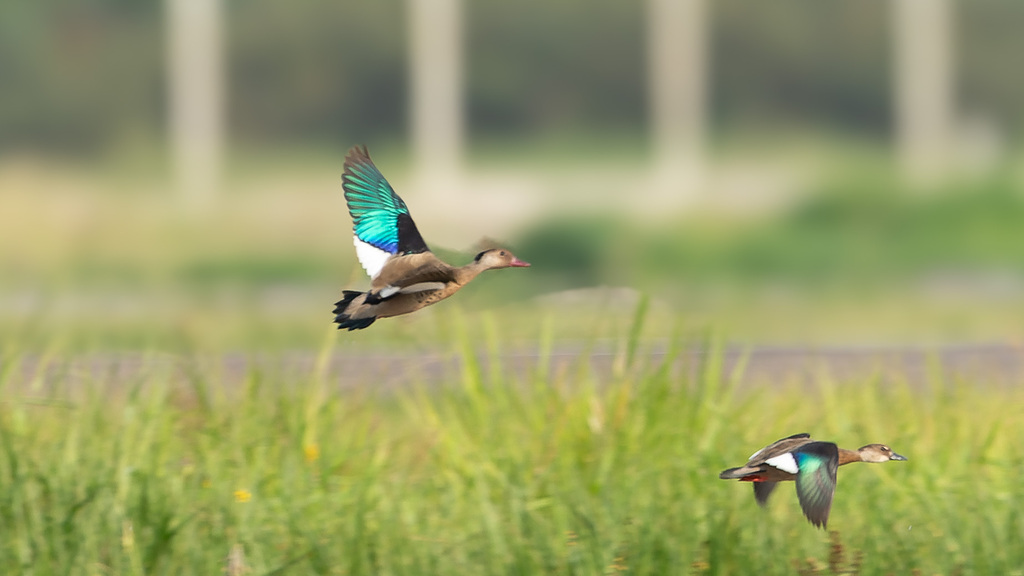 Brazilian Teal from Aeroporto de Maricá - State of Rio de Janeiro ...