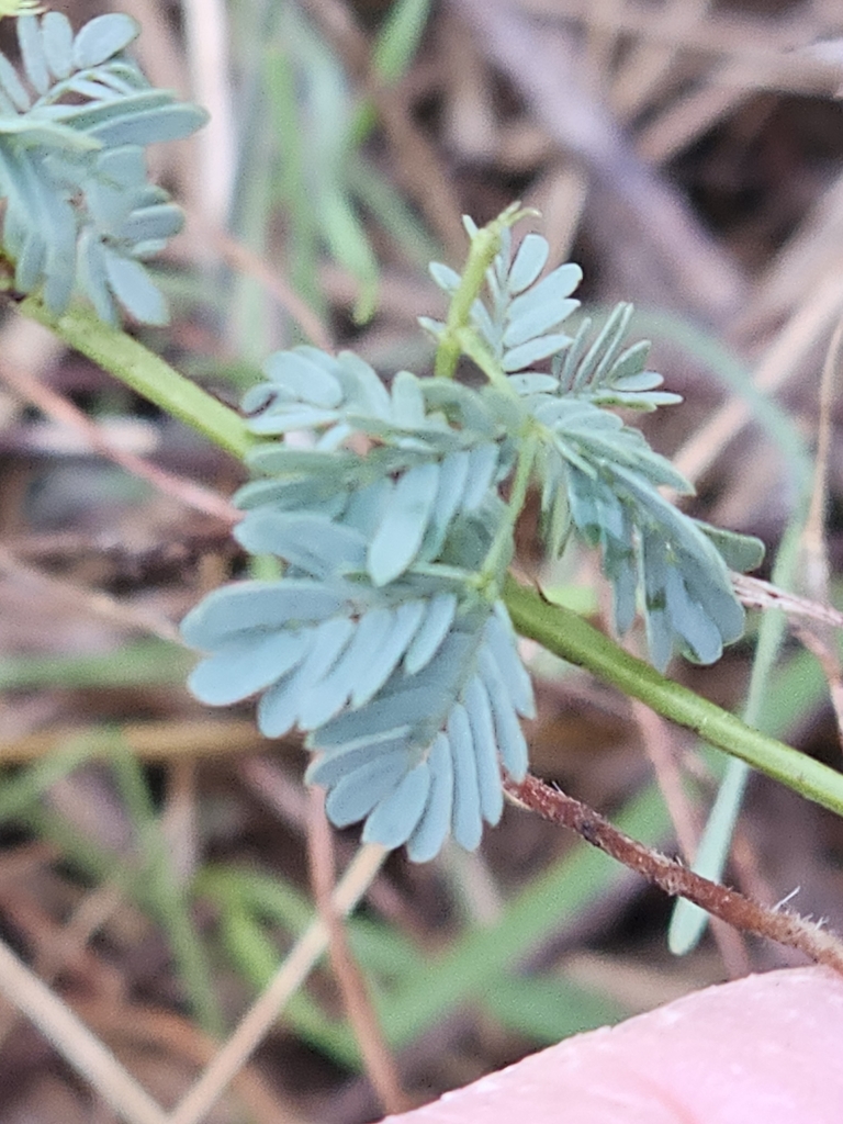 Prairie Bundleflower from Paige, TX 78659, USA on October 23, 2023 at ...