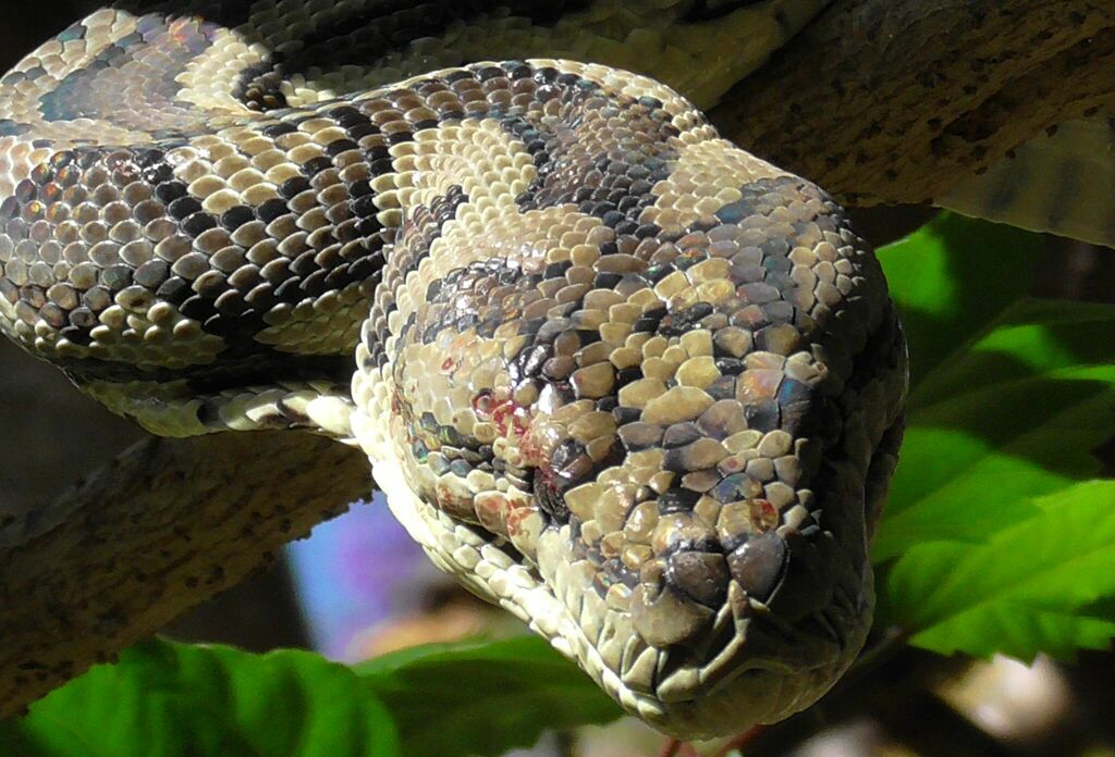 Coastal Carpet Python from Watsonville QLD 4887, Australia on October ...
