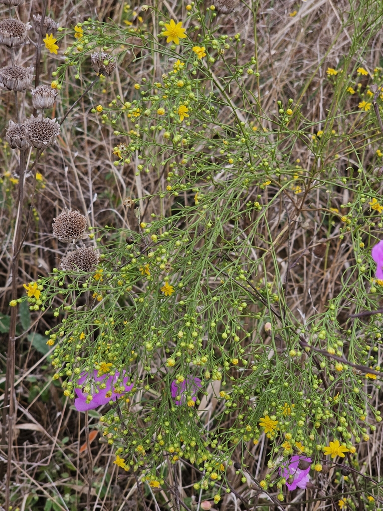 prairie broomweed from Paige, TX 78659, USA on October 23, 2023 at 10: ...