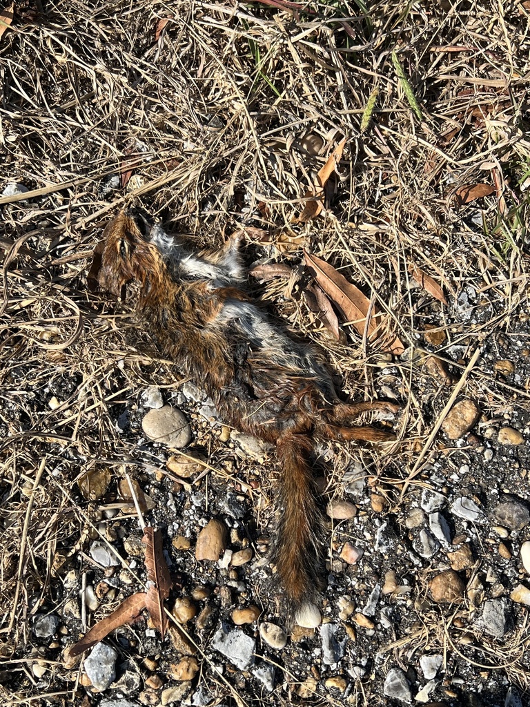 Eastern Chipmunk from W Front St N, Thomasville, AL, US on October 23 ...