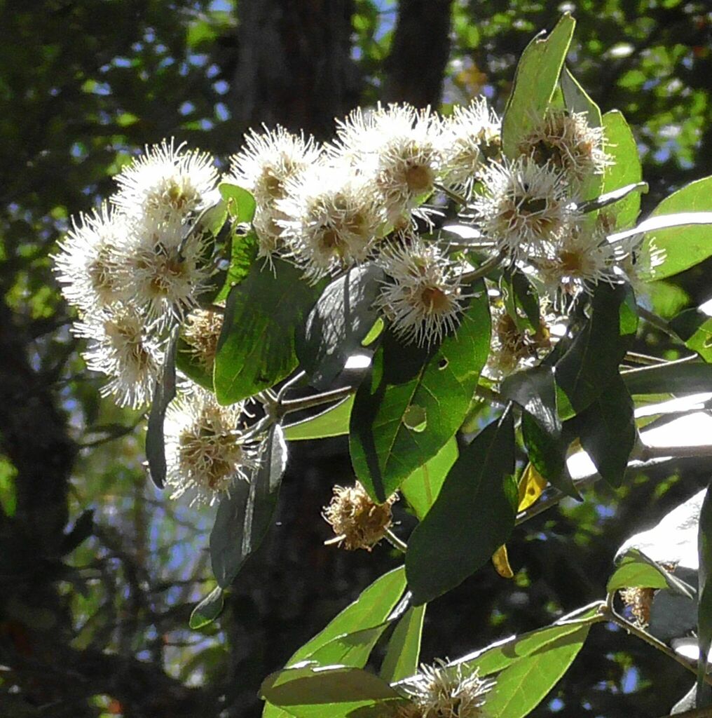 Turpentine from Kalunga QLD 4887, Australia on October 11, 2020 at 12: ...
