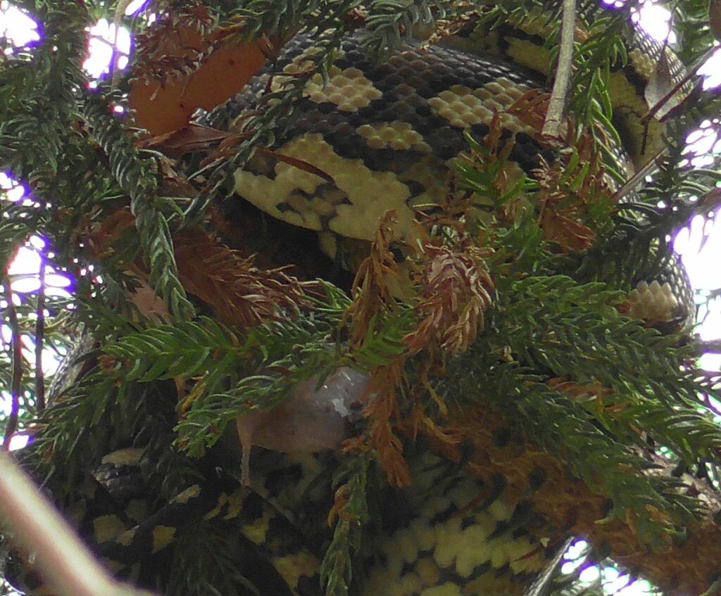 Jungle Carpet Python from Watsonville QLD 4887, Australia on October 23 ...