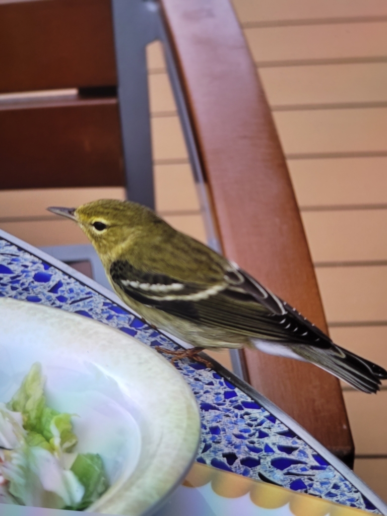 Perching Birds from C9M8+9MQ, Leonards, British Virgin Islands on ...