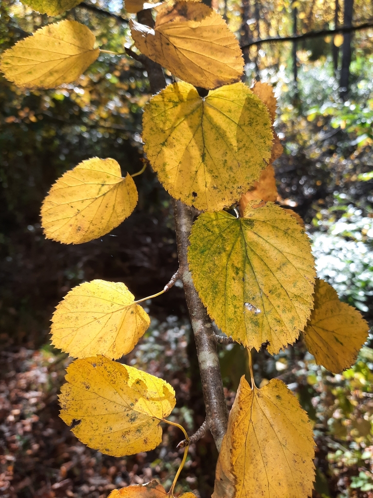 virginia roundleaf birch in October 2023 by Katie Livingstone · iNaturalist