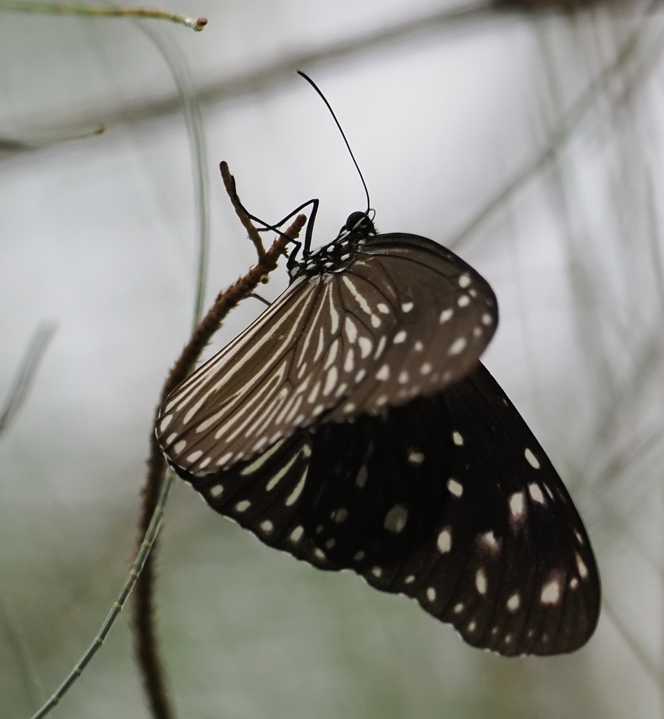 Euploea mulciber barsine in October 2023 by S Dowell · iNaturalist