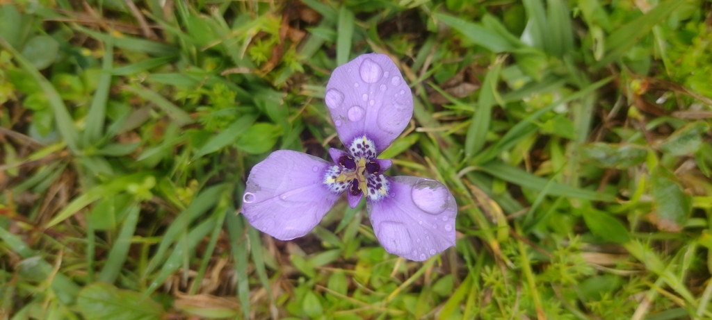 Prairie Nymph from FG4F+FQ - Quilombo, Pelotas - RS, Brasil on October ...