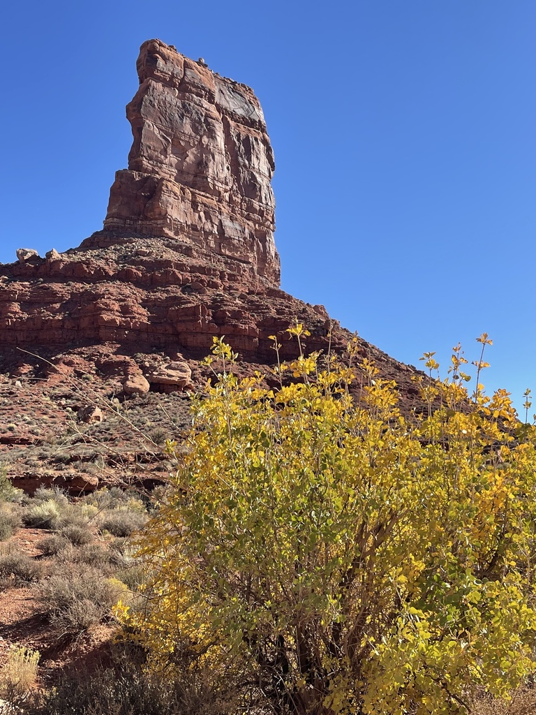 single-leaf ash from Bears Ears National Monument, Mexican Hat, UT, US ...