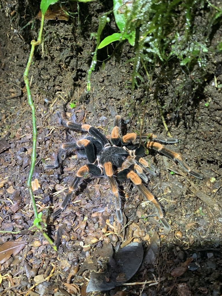 Costa Rican Redleg Tarantula from Reserva Bosque Nuboso Santa Elena ...