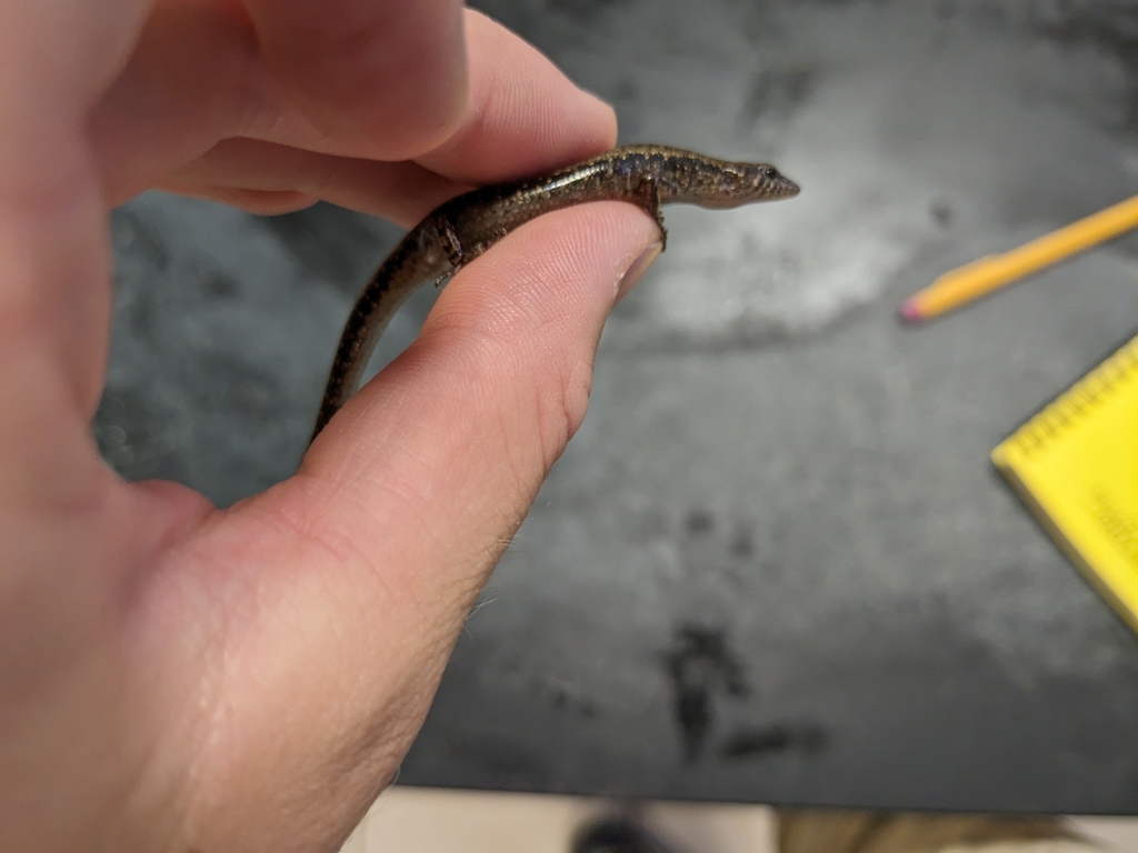 Moth Skink from PK 12, Moorea-Maiao, French Polynesia on October 22 ...