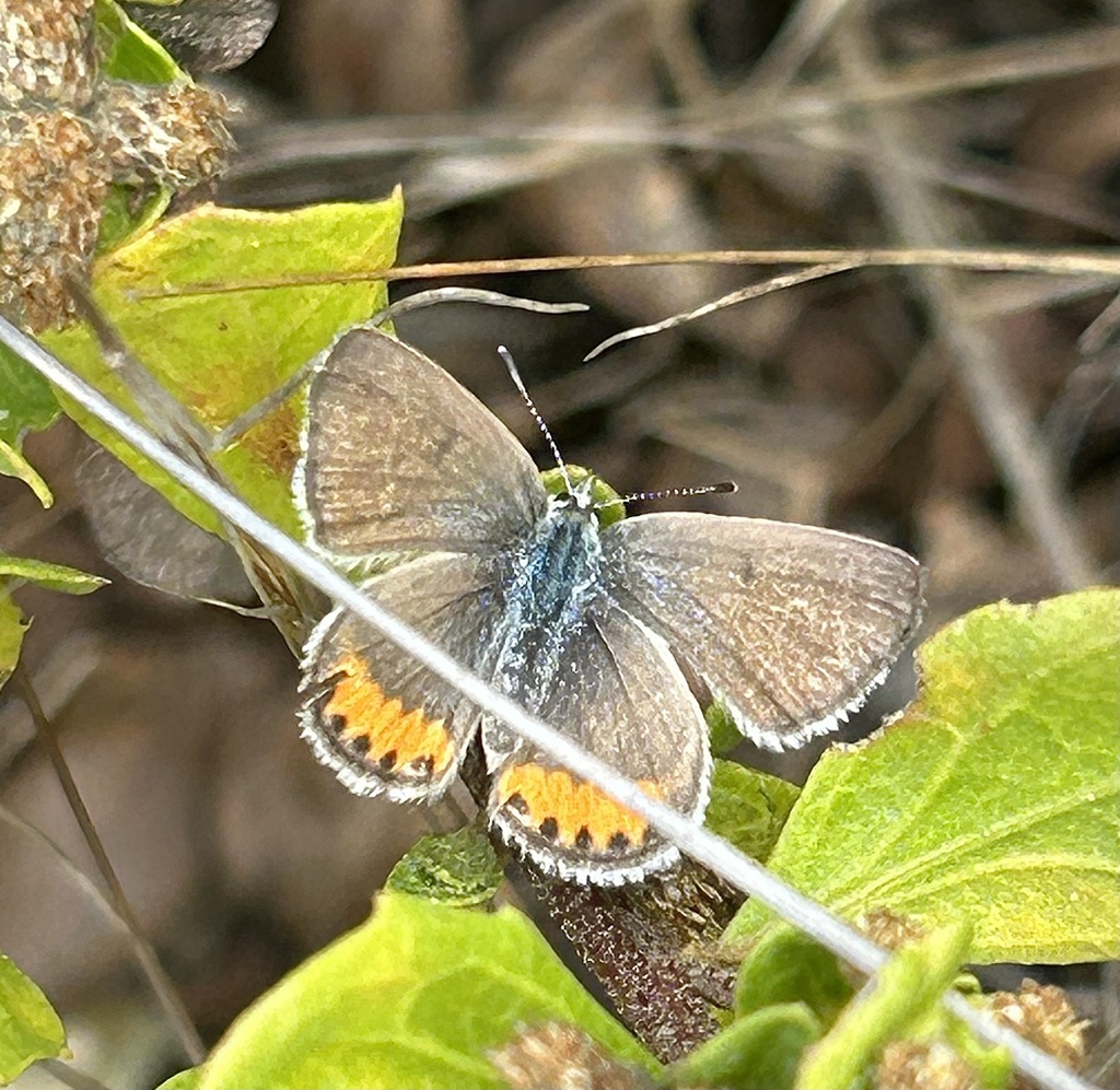 Acmon Blue from Hawk Hill, Sausalito, CA, US on October 23, 2023 at 11: ...