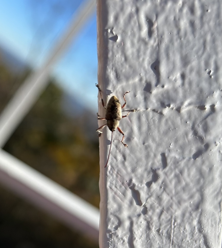 Large Chestnut Weevil from Delaware Water Gap National Recreation Area ...