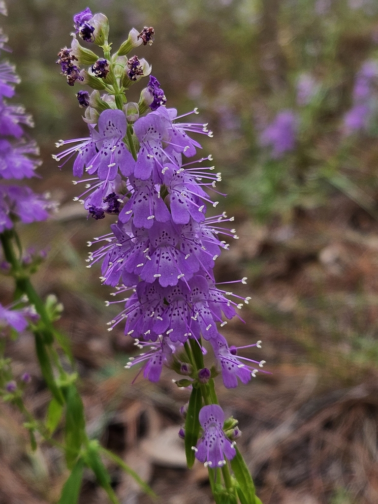Florida balm from Mayo, FL 32066, USA on October 23, 2023 at 03:17 PM ...