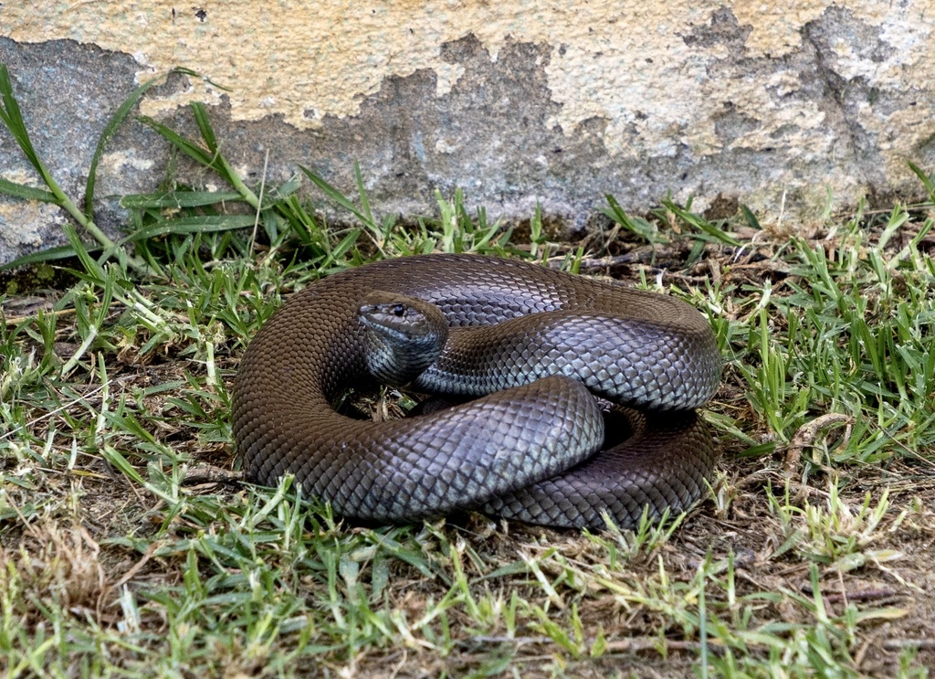 Mole Snake from Breede Valley, WC, ZA on October 20, 2023 at 04:18 PM ...