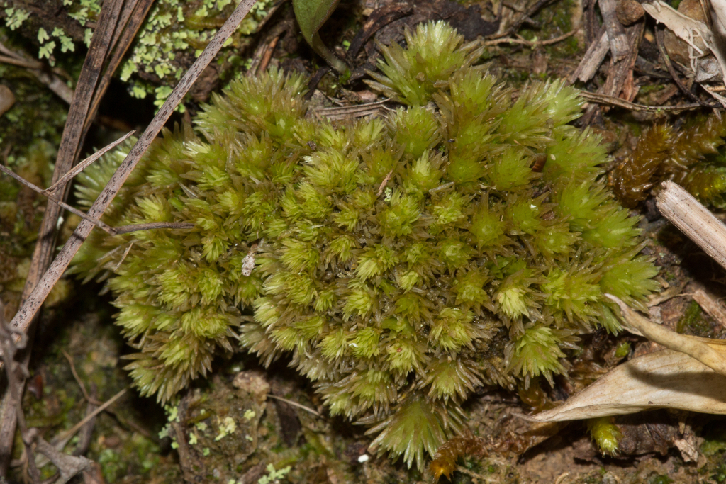 Pincushion Moss from Halifax County, VA, USA on September 27, 2023 at ...