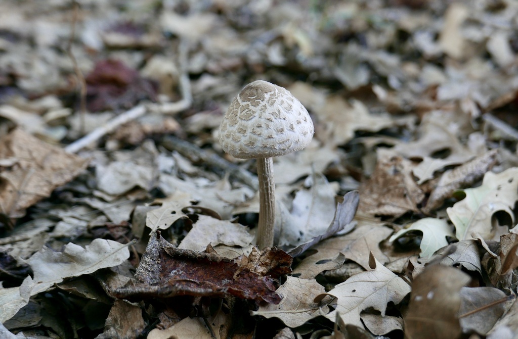 Parasol from County Road 2560, Alvord, TX, US on October 19, 2023 at 05 ...